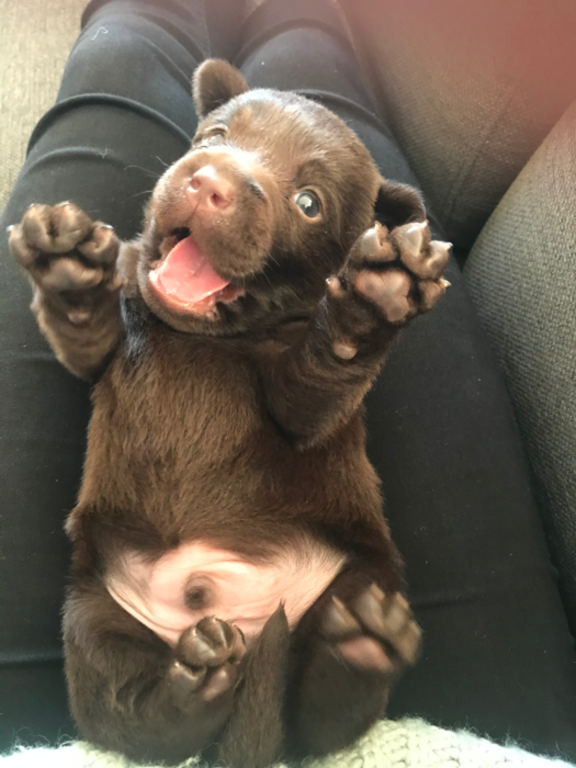 Galleri :: Chocolatecharm